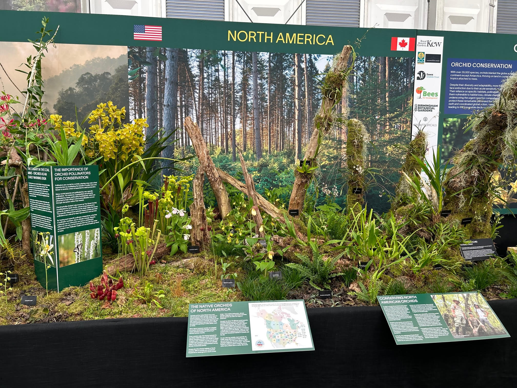 IC-affiliated orchid conservation display blossoms at London's Chelsea ...